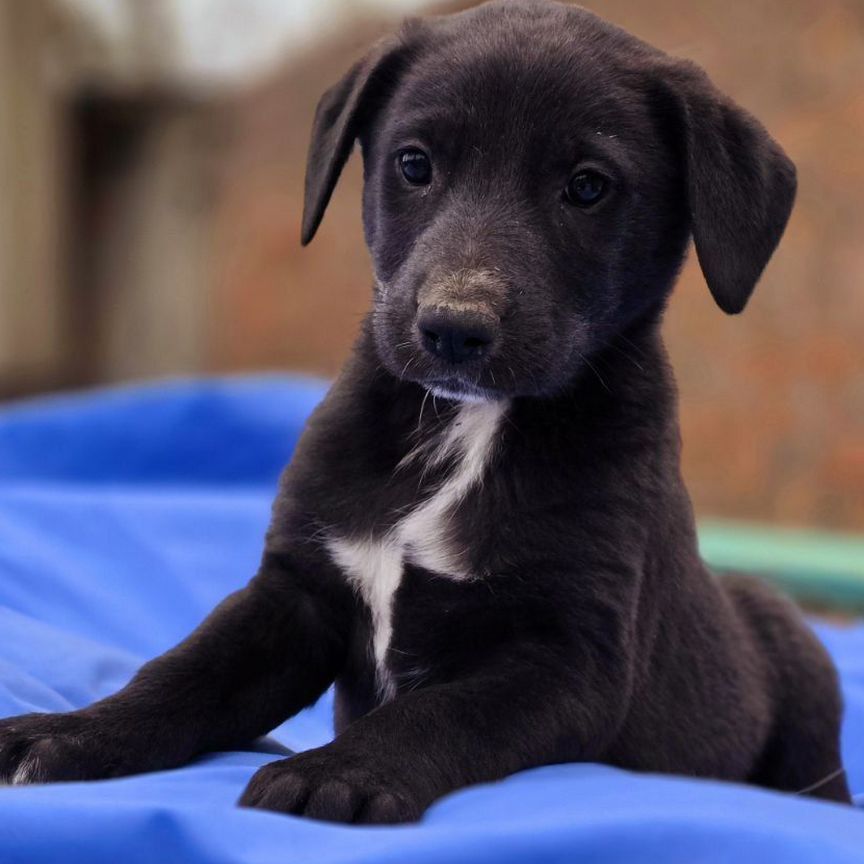 Верный друг, охранник