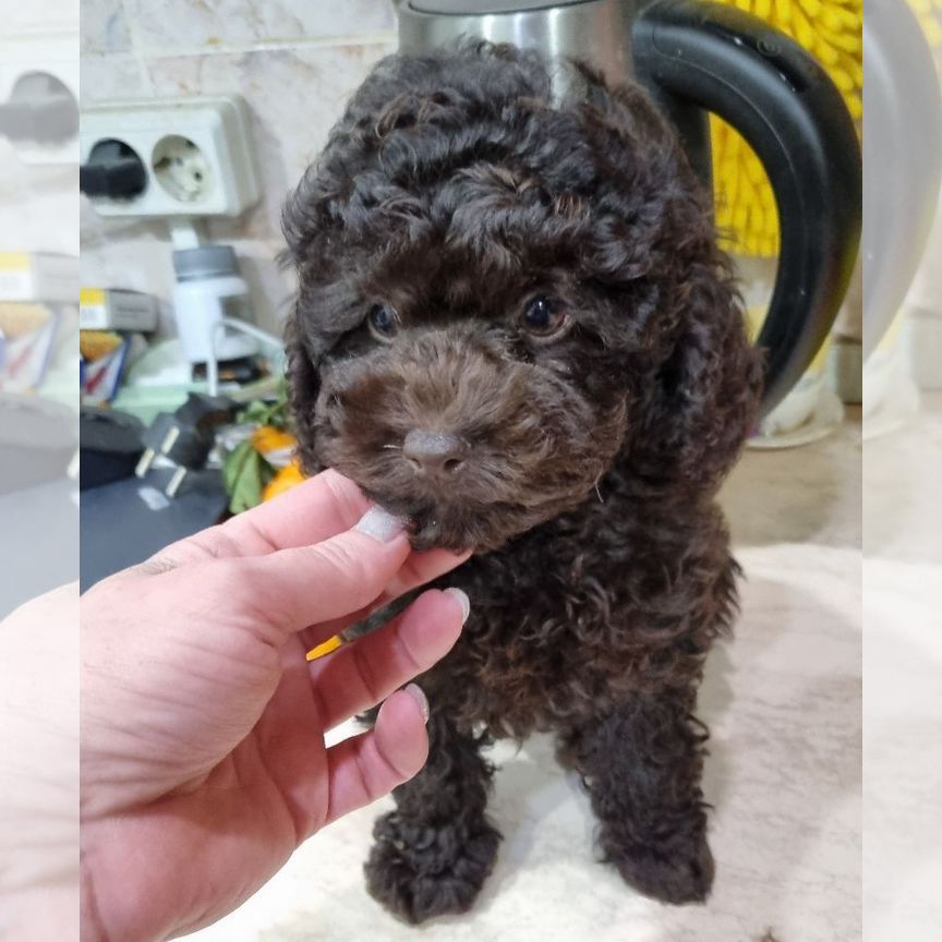 Той-пудель, щенок