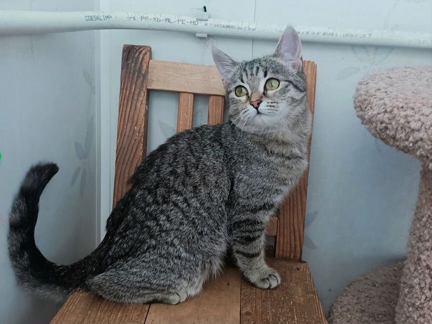 Серенькая кошечка