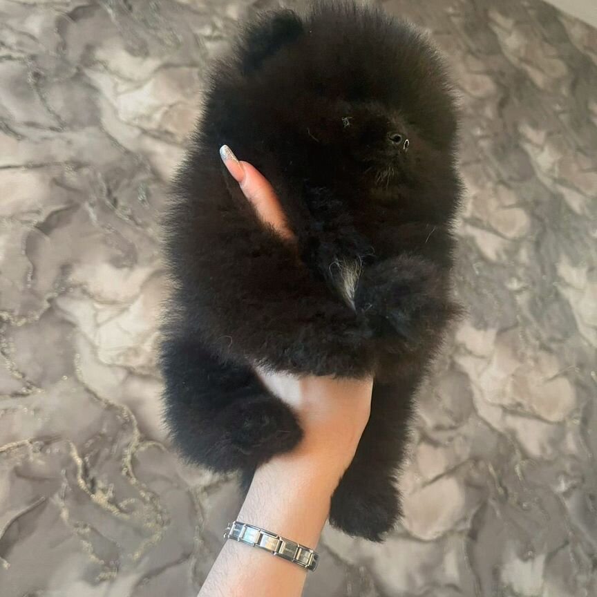 Щенки померанского шпица