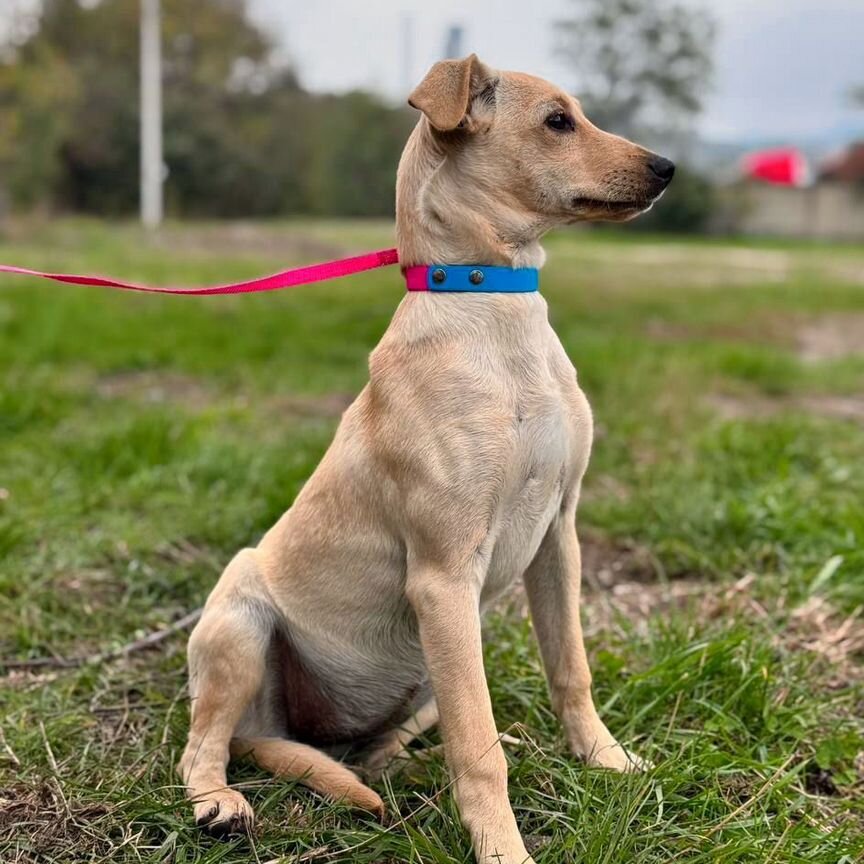 Ася маленькая собачка из приюта