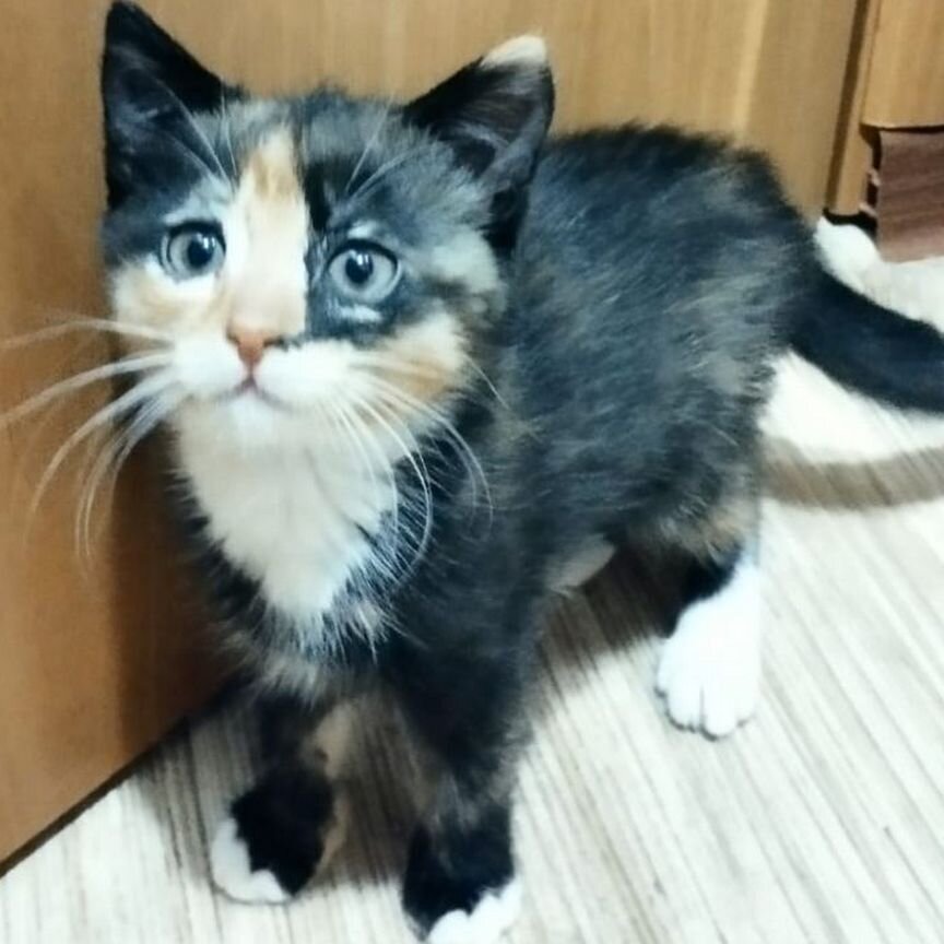 Кошечка очень редкого окраса