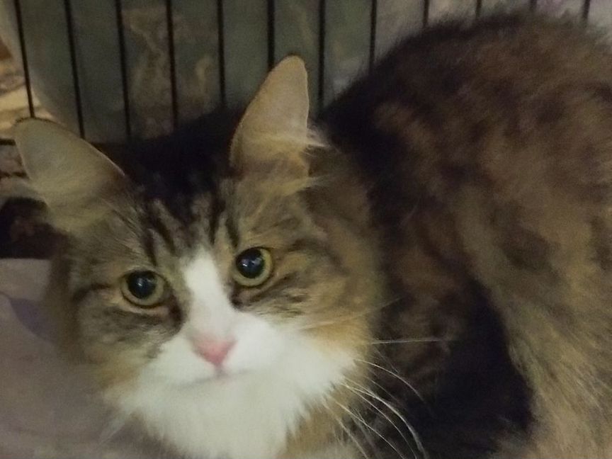 Кошка Джессика