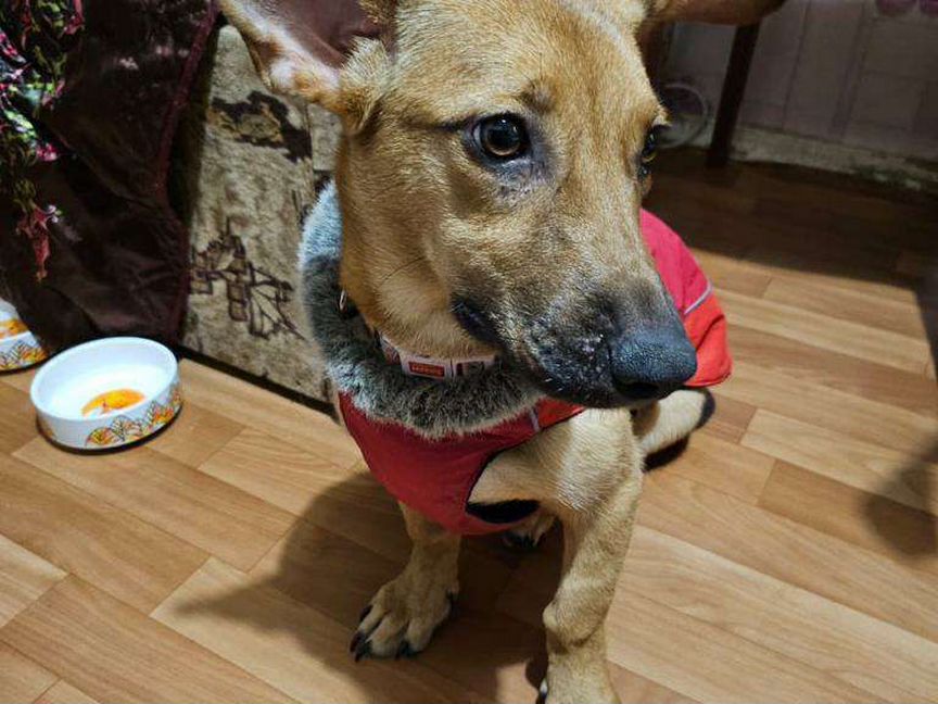 Щенок в добрые руки