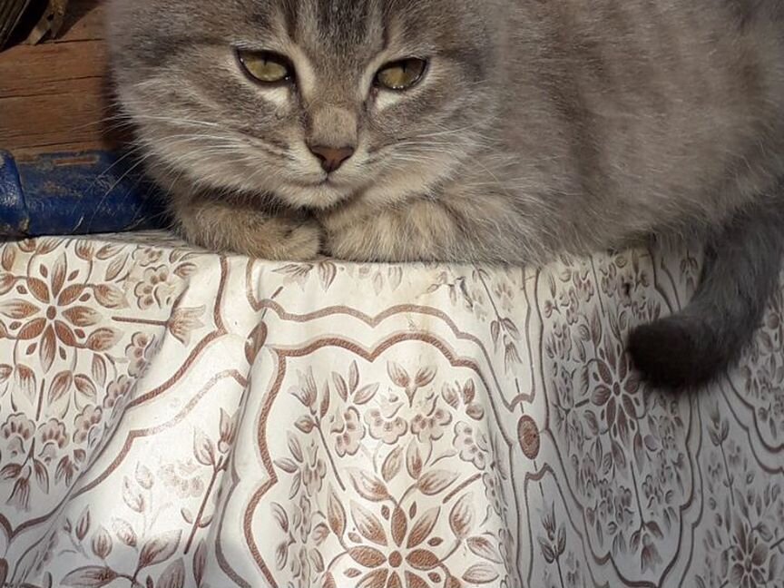 Котик молодой