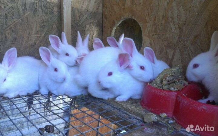 Крольчата мясных пород