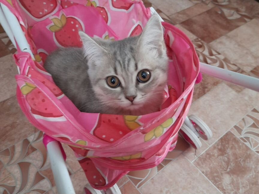 Котенок породистый