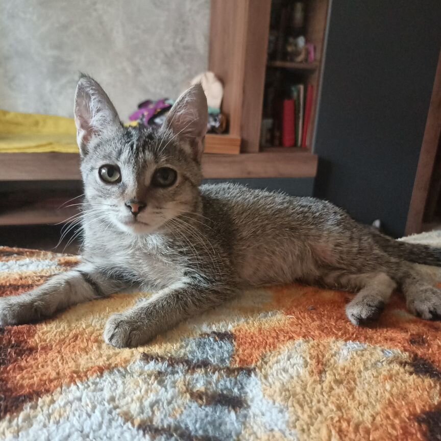 Котенок пестрая маленькая мурлыканька