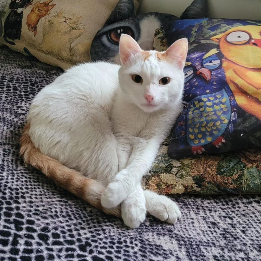 Оливер котик с янтарными глазами в дар