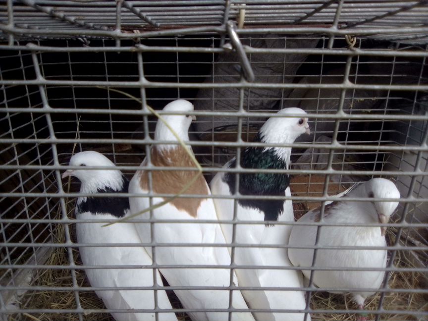 Продажа голубей