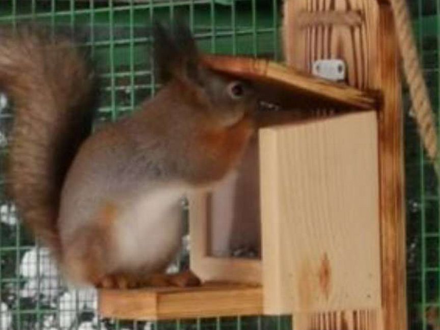 Кормушка для белок