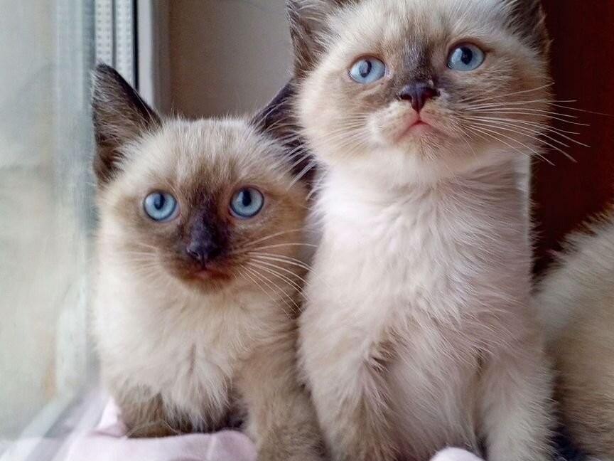 Котятки с голубыми глазами