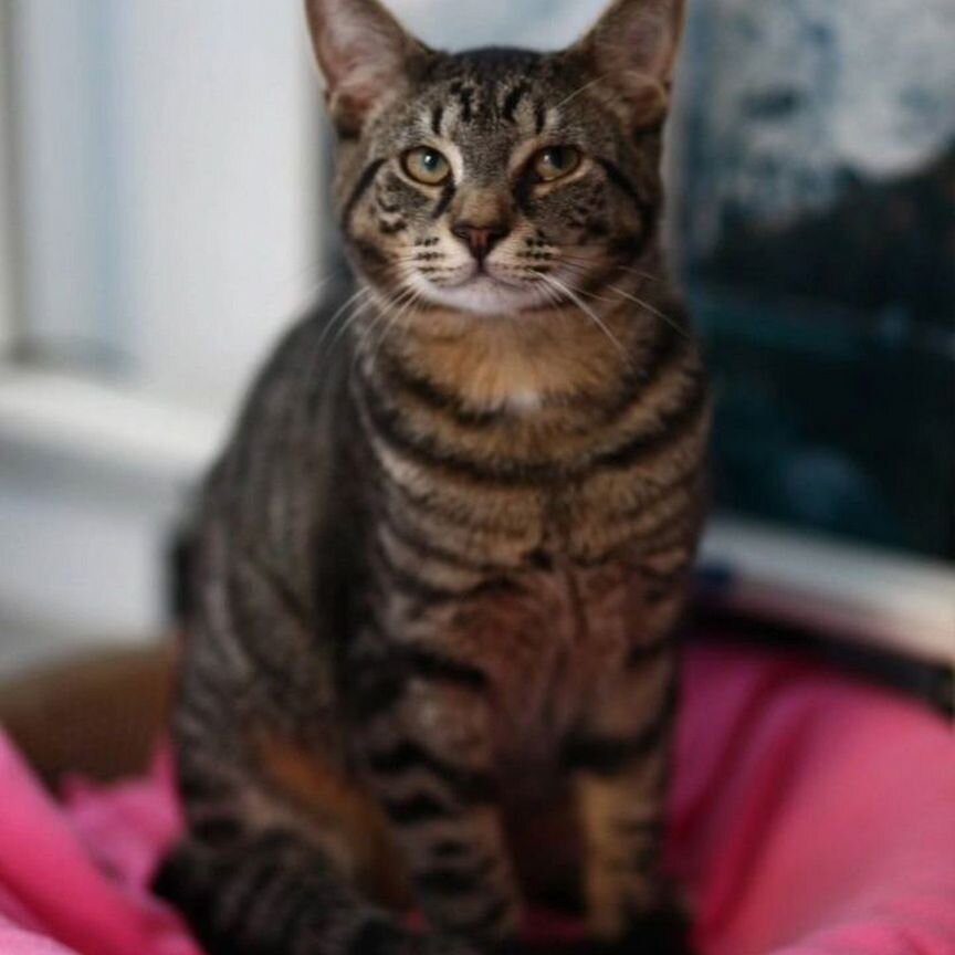 Котенок мальчик примерно 5 месяцев