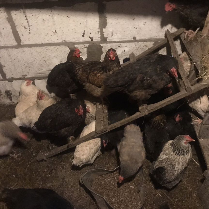 Продам кур молодок 2025 г выпуска несутся