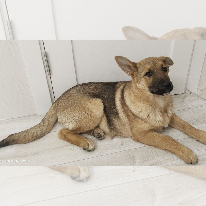 Немецкая овчарка, щенок