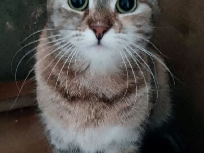 Кошка Душа около 2 х лет