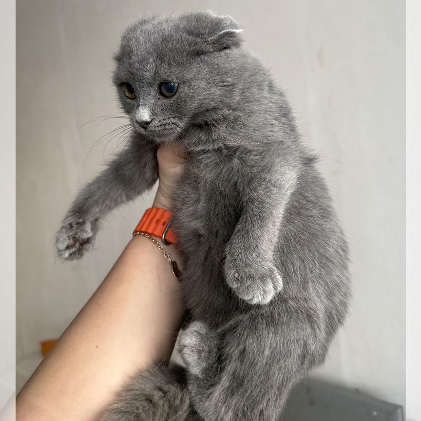 Шотландский вислоухий короткошёрстный котёнок
