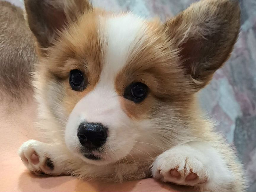 Шикарная девочка вельш корги пемброк