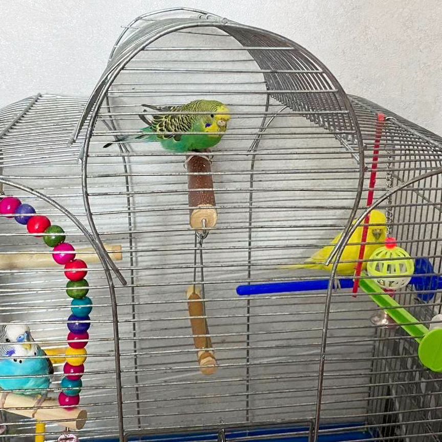 Волнистый попугай