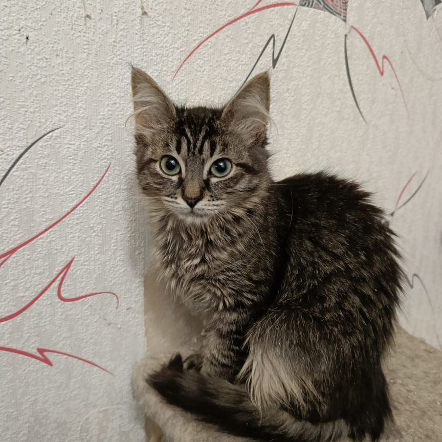 Котенок,4месяца,девочка