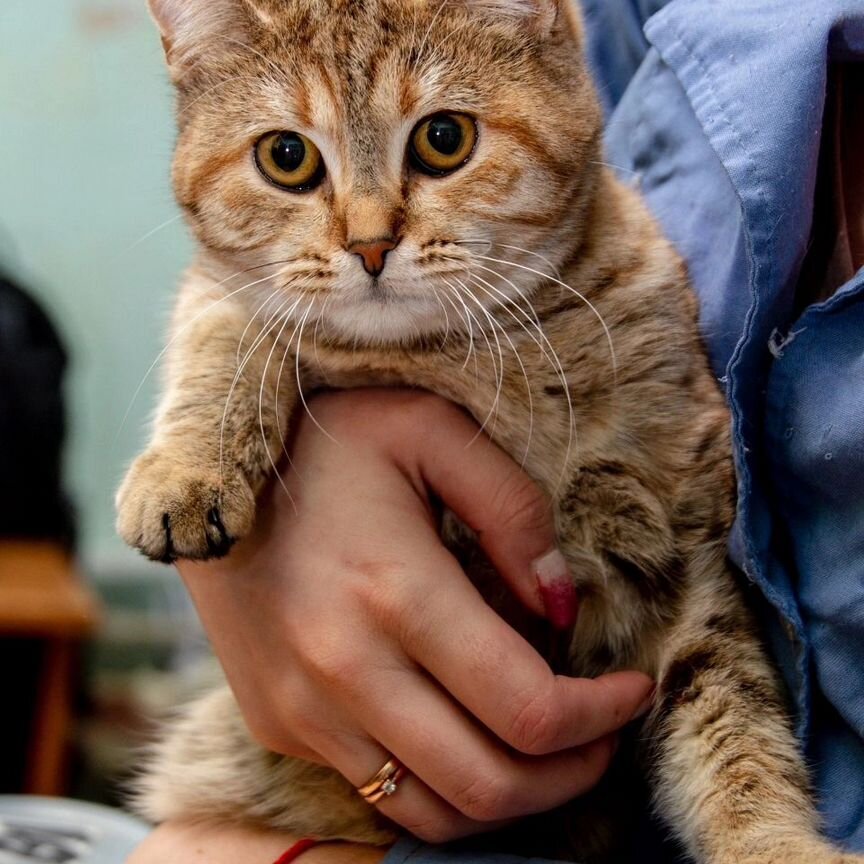 Кошечка Ванесса