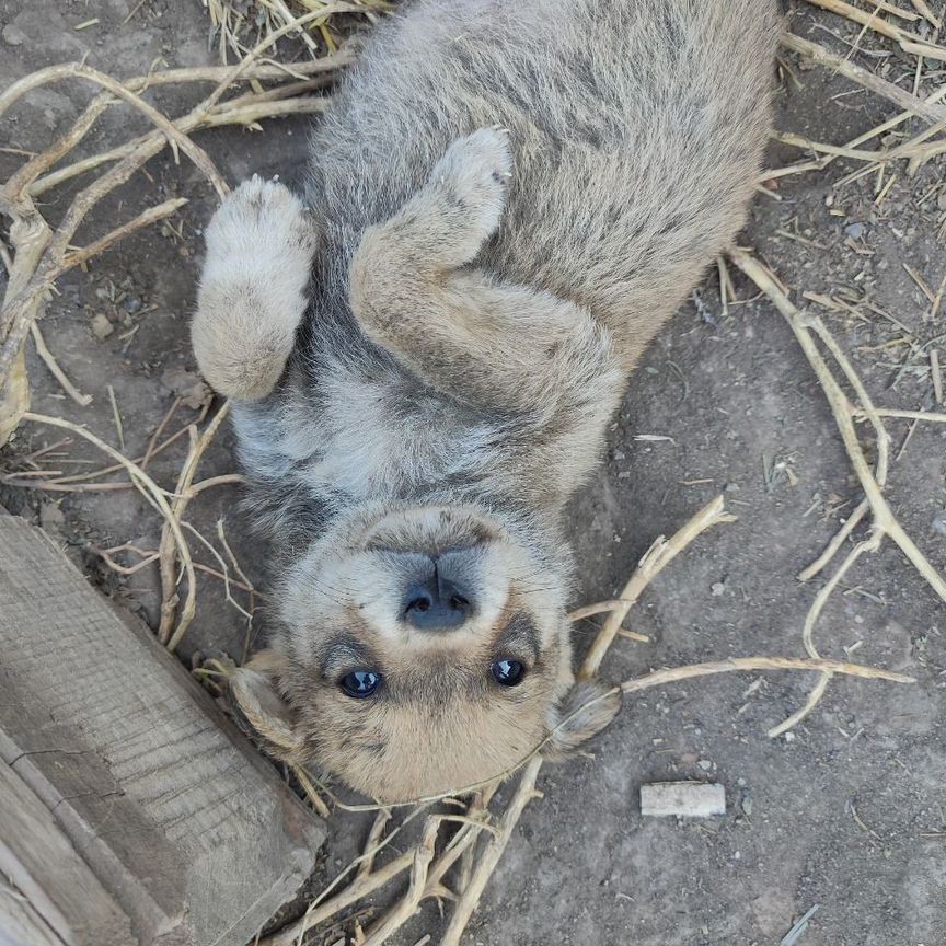 Щенки в поисках дома