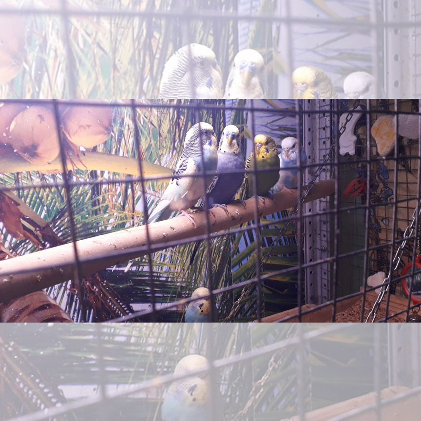 Возьму попугайчиков