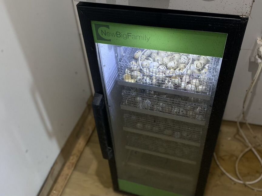 Инкубатор nbf