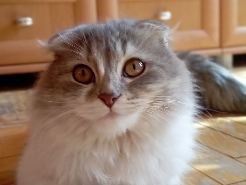 Шотландская