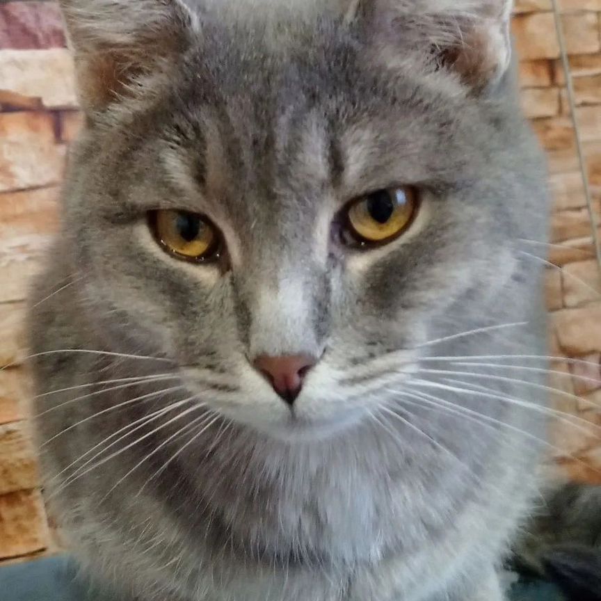 Взрослый кот в добрые руки