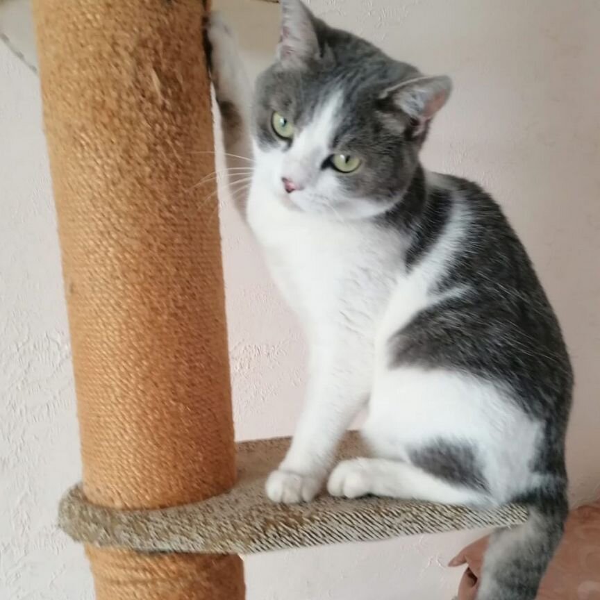 Очаровательная британка ищет добрые руки