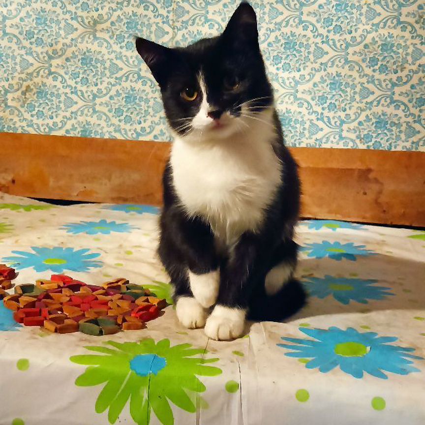 Домашние животные котята бесплатно