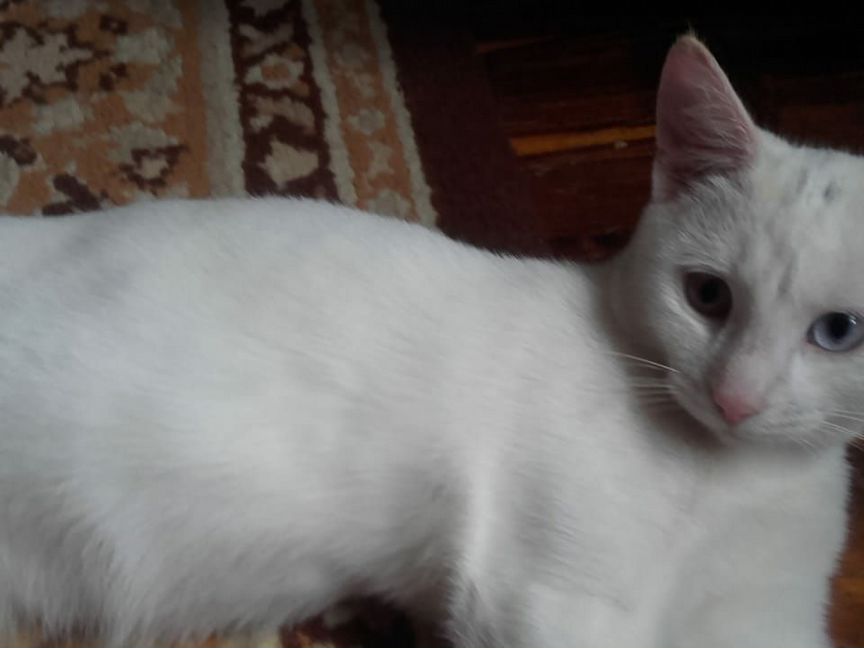 Котенок с разноцветными глазами