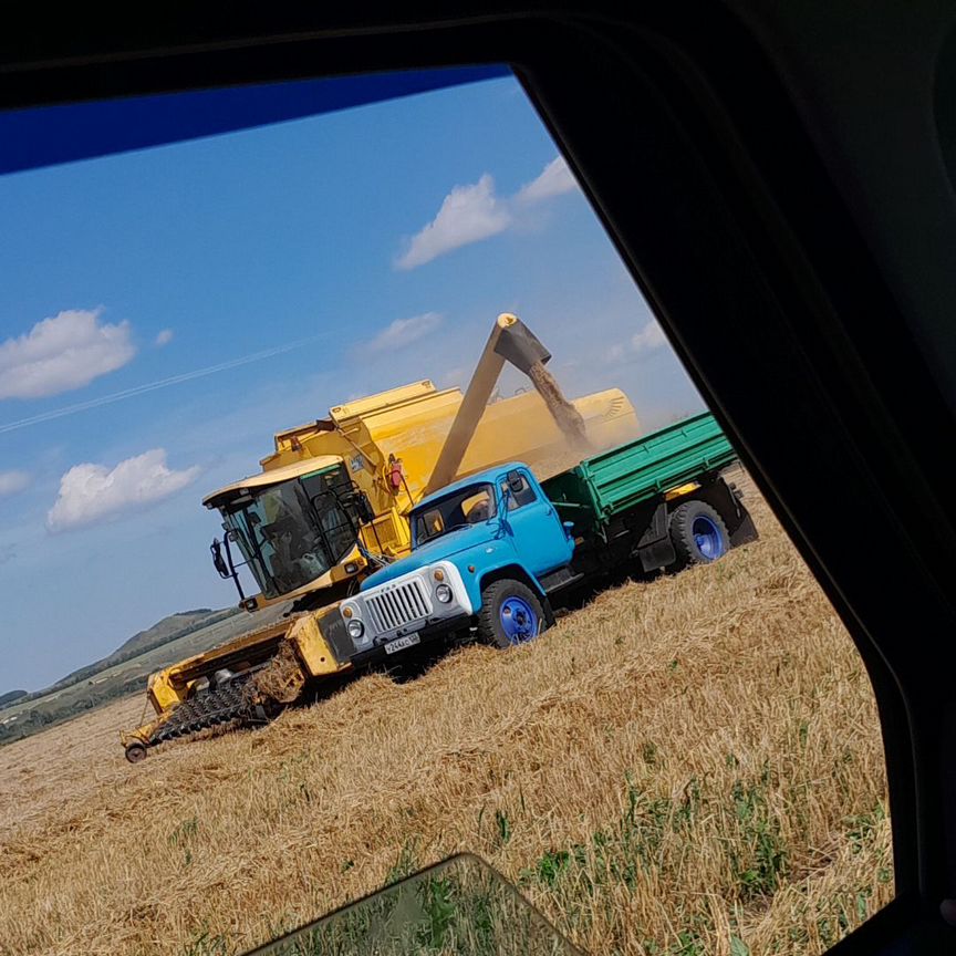 Рожь,ячмень