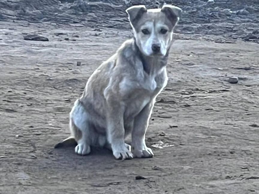 Щеночки мальчики,лапочки