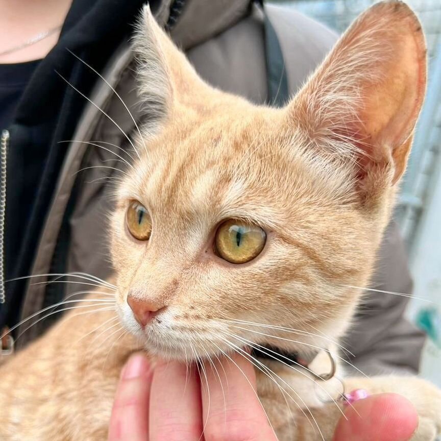 Котята в добрые руки безвозмездно