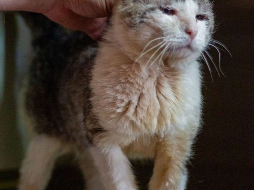 Котик Шрек