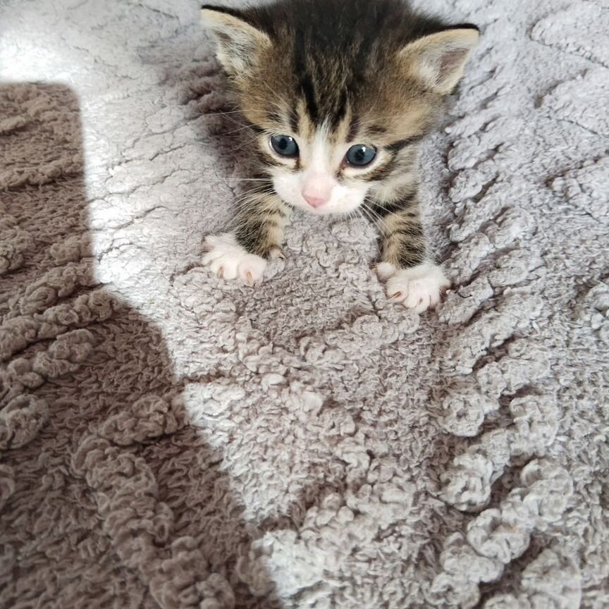 Котята Новый вид