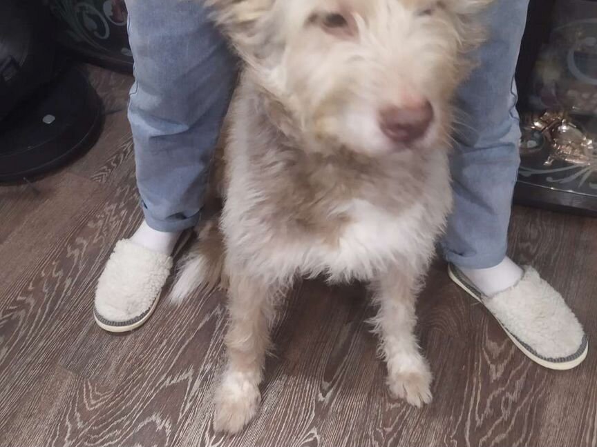 Приют для животных
