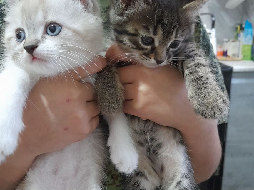 Кошка