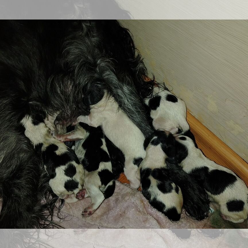 Английский кокер-спаниель, щенок