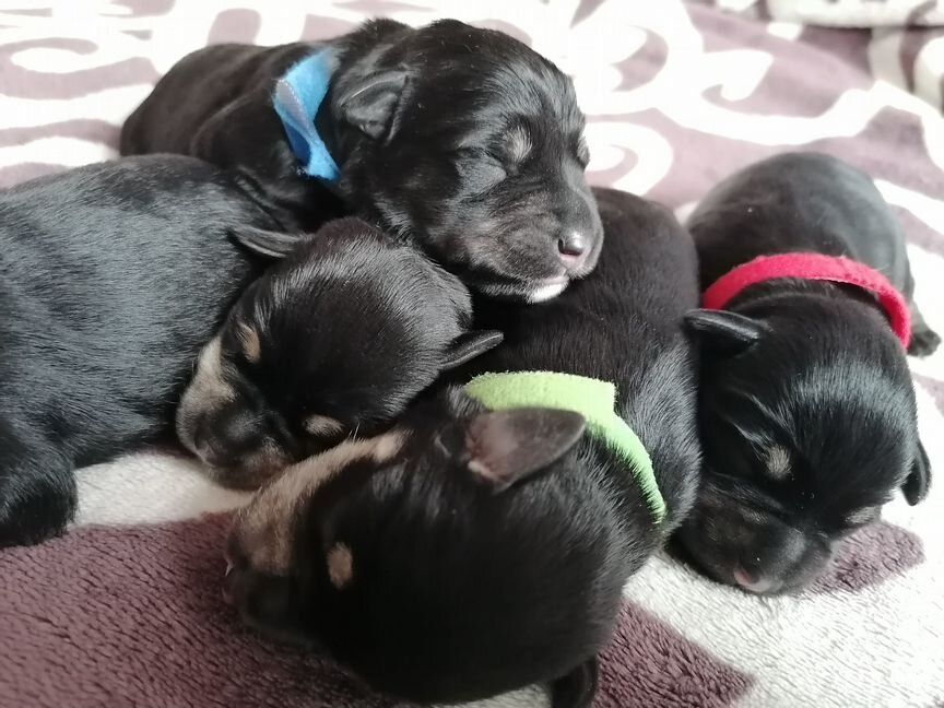 Щенки цвергшнауцера