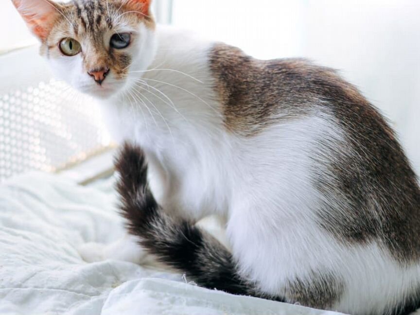 Смотрите какая кошечка Капля