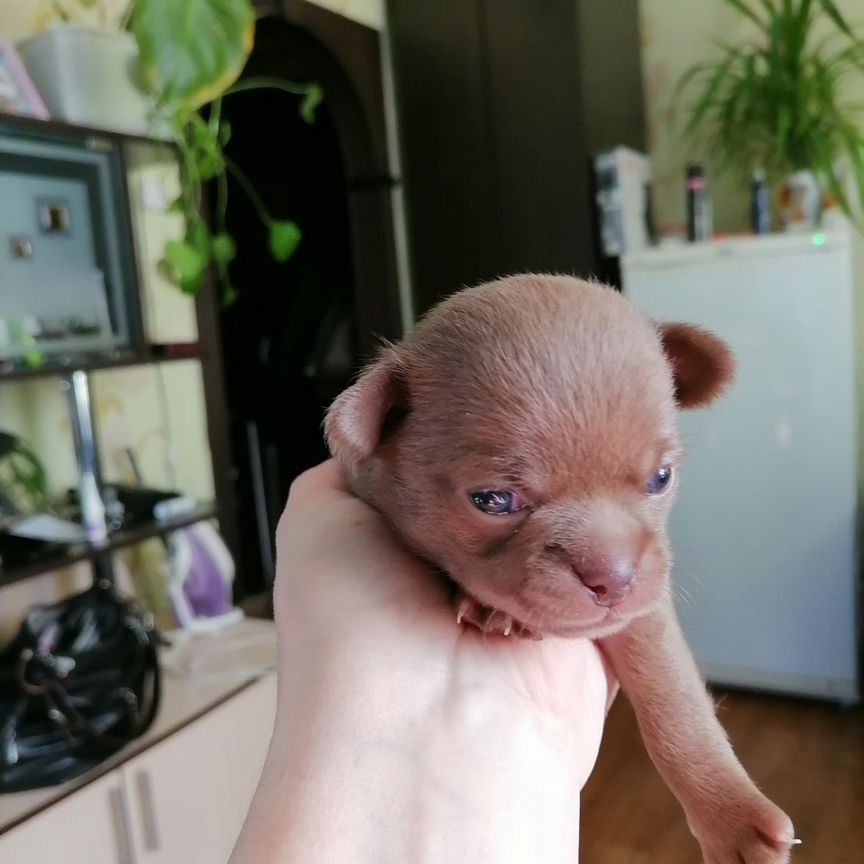 Щенки чихуахуа