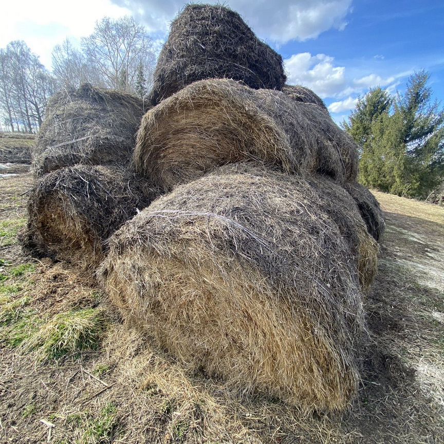 Сено люцерны в рулонах