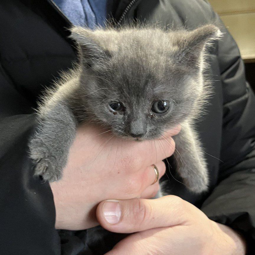 Котёнок в добрые руки