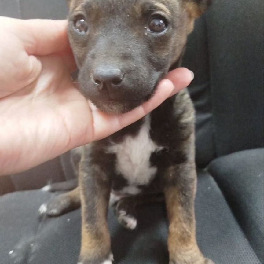 Щенок, 1.5 месяца