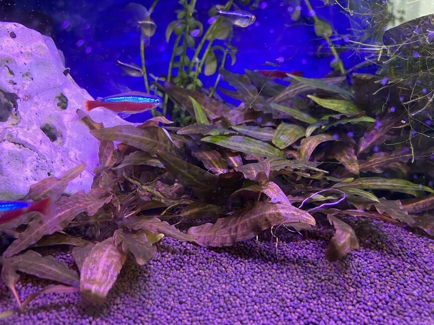 Аквариумные растения