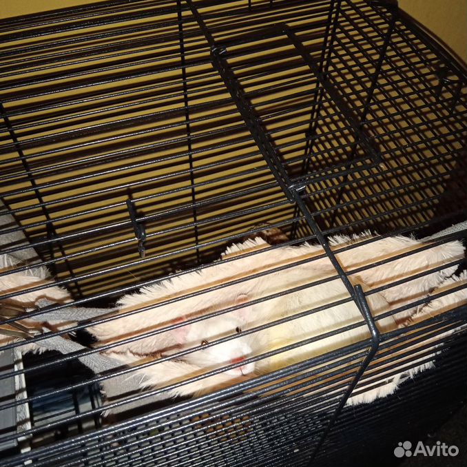 Отдам бесплатно домашних крыс