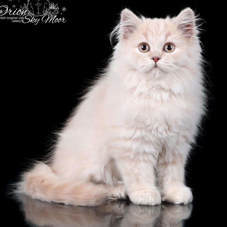 Британские длинношерстные котики